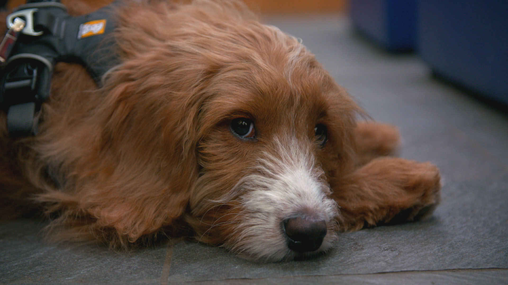 The Supervet Suki - The Supervet